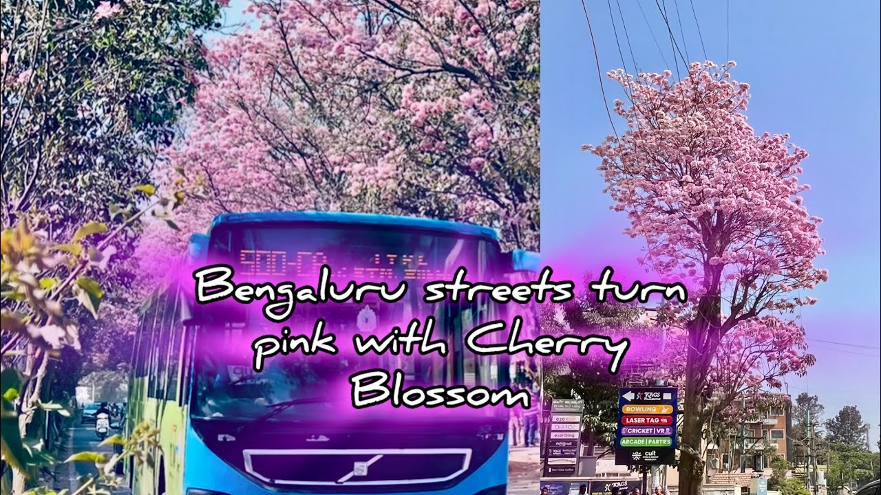 The streets of Bengaluru are filled with pink flowers | Bangalore Pink ...
