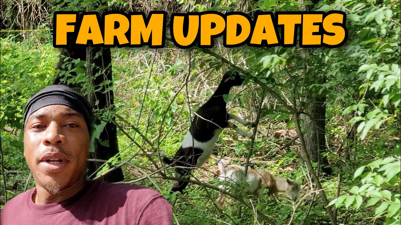 UPDATES AROUND THE FARM - YouTube