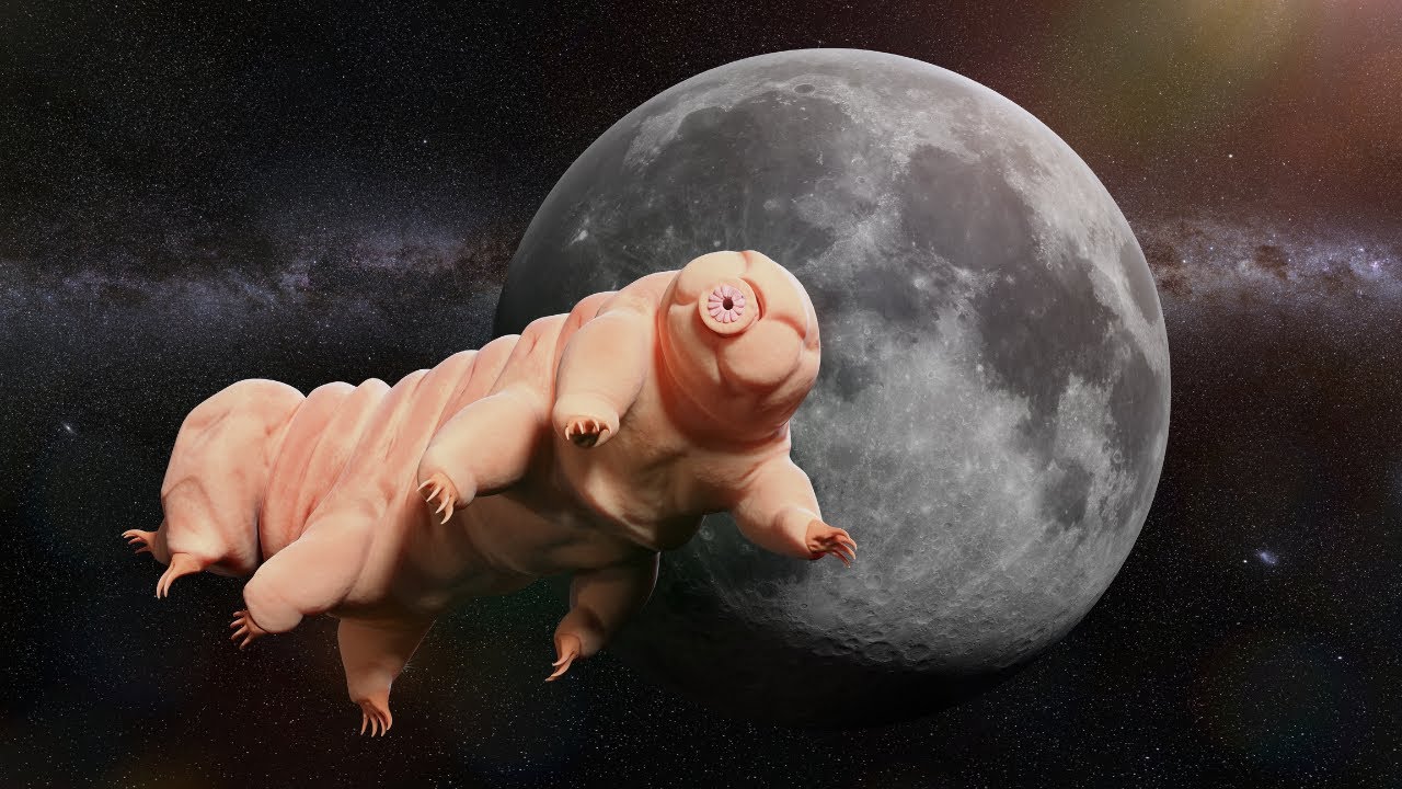 Meet Tardigrade: The Toughest Animal on Earth! - YouTube
