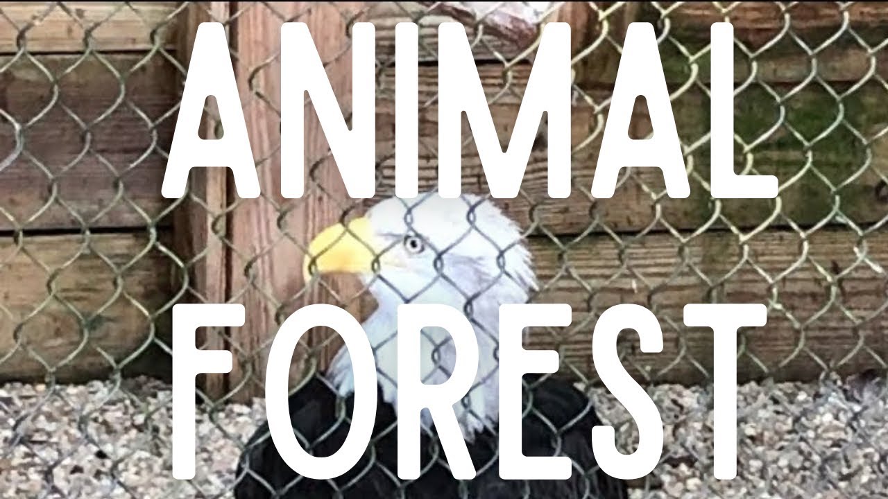 Charles Towne Landing - The Animal Forest, Charleston South Carolina ...