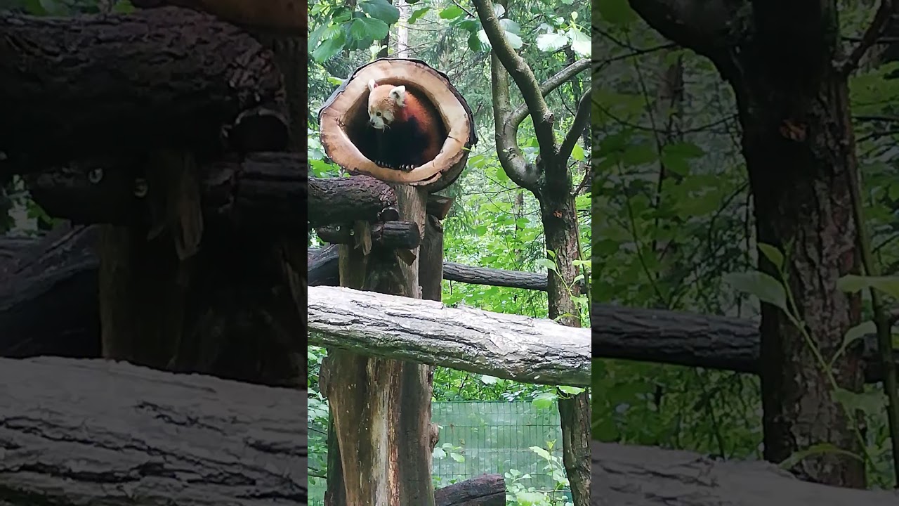 Muka the Red Panda - YouTube