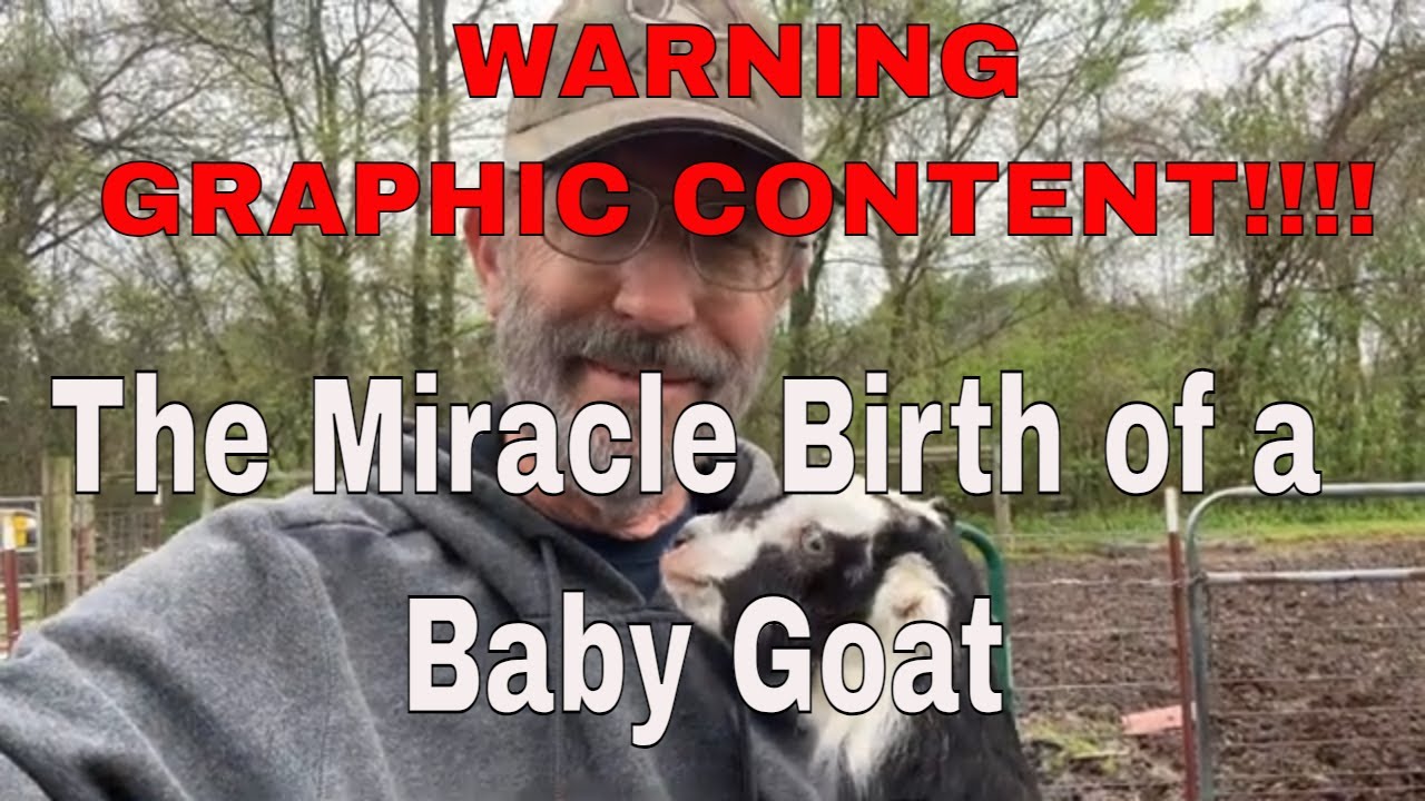 Miracle of Life: Witness the Birth of Our Adorable Baby Goat! - YouTube