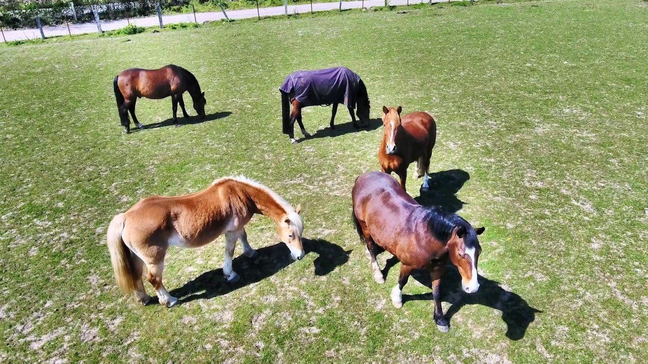 4K Full HD - video doku - Schöne Pferde aus der Luft auf der Koppel ...