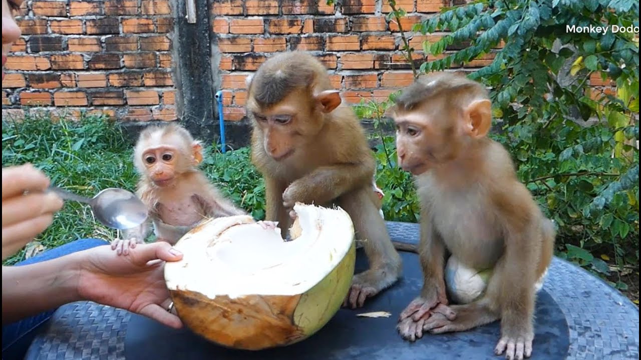 Family Monkey, Dodo And Donal, Super Small Moly Sitting Wait Mom Feed ...
