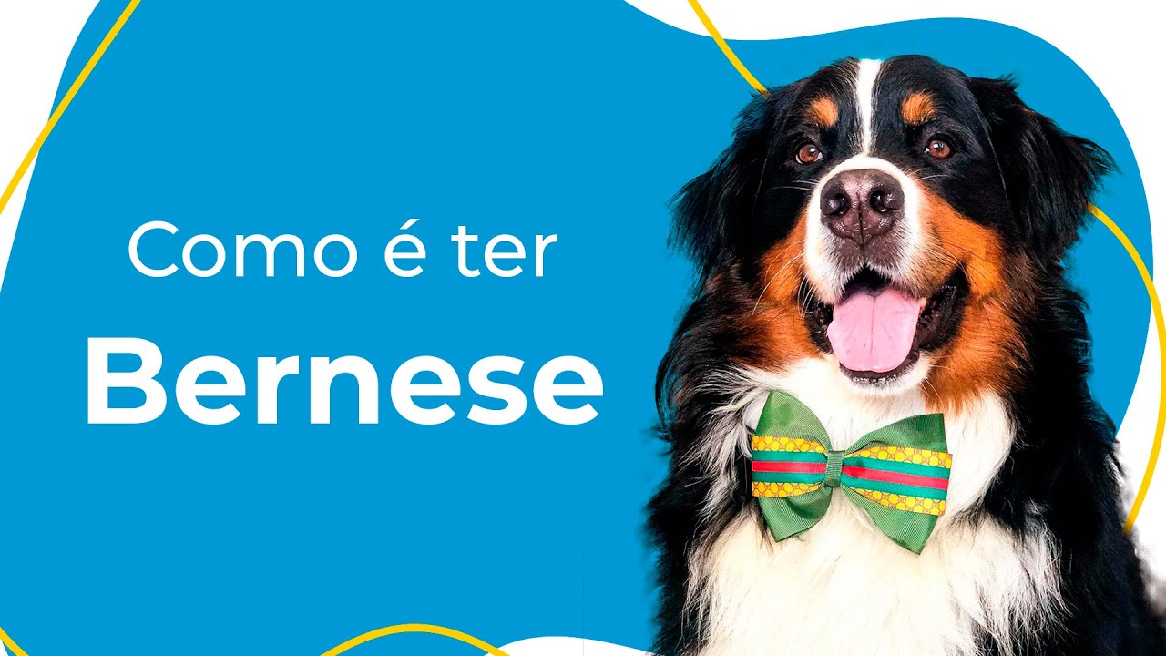 COMO É TER UM BERNESE: COMPORTAMENTO, CUIDADOS ESSENCIAIS E ...
