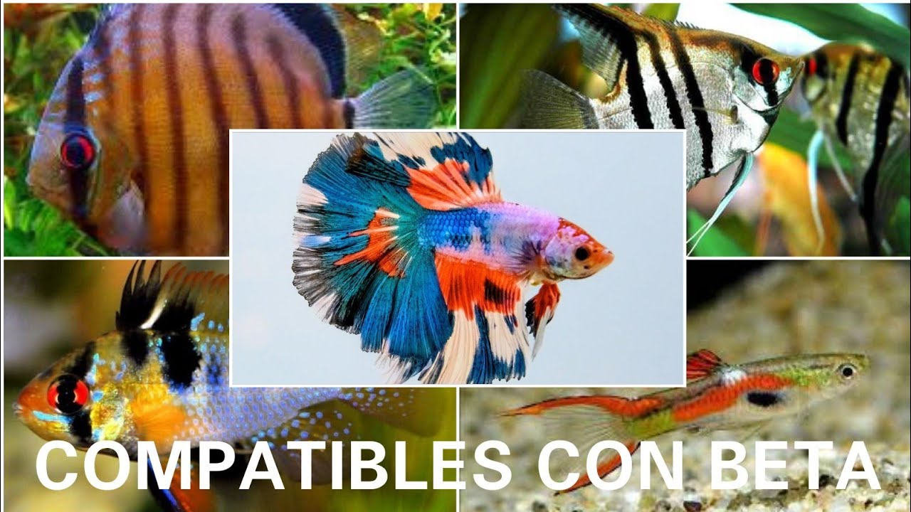 EL SECRETO PARA TENER PECES COMPATIBLES CON EL PEZ BETA EN UN ACUARIO COMUNITARIO - YouTube