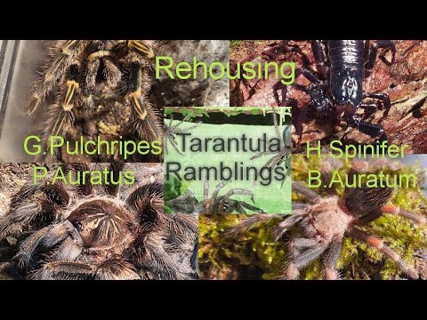 Lets check out B.Auratum, H.Spinnifer, P.Auratus and G.Pulchripes - YouTube
