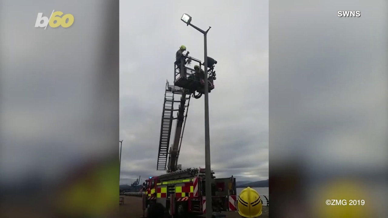 Fire & Rescue Crews Use Cherry Picker To Save Bird Tied To Top Of ...