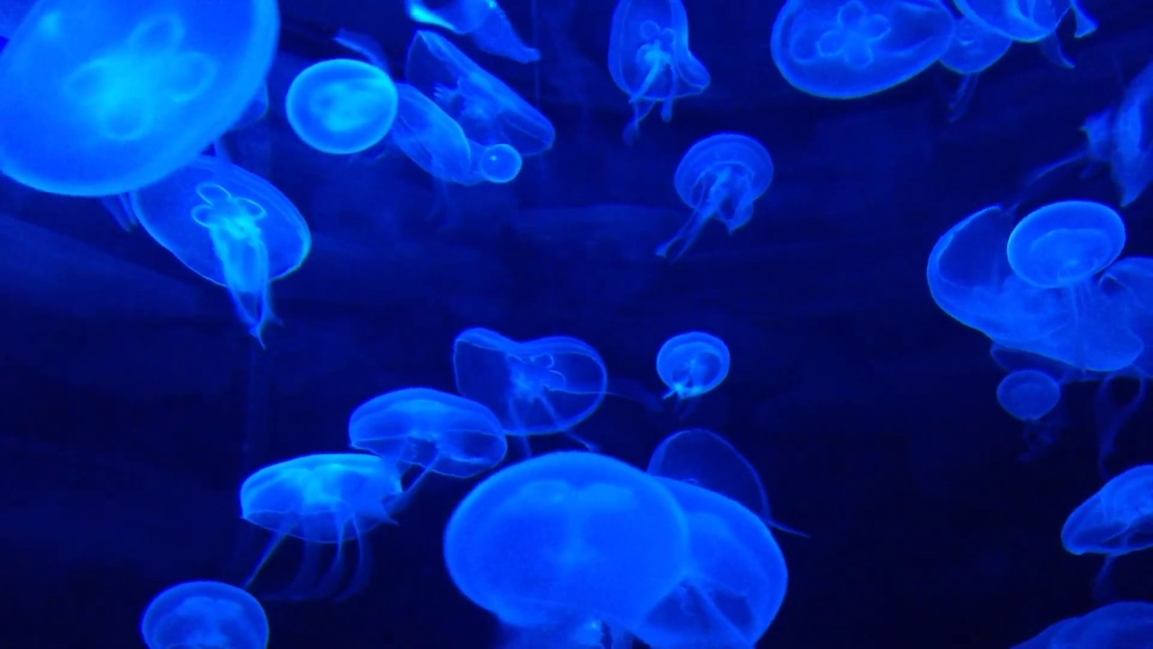1 Minute Timer With Jellyfish Swimming At The End, Creative Timer, Kid ...