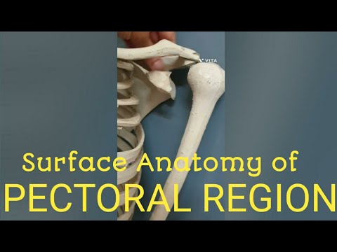 PECTORAL REGION || EXPLAINED ON SKELETON ||SURFACE LANDMARKS || Anatomy ...