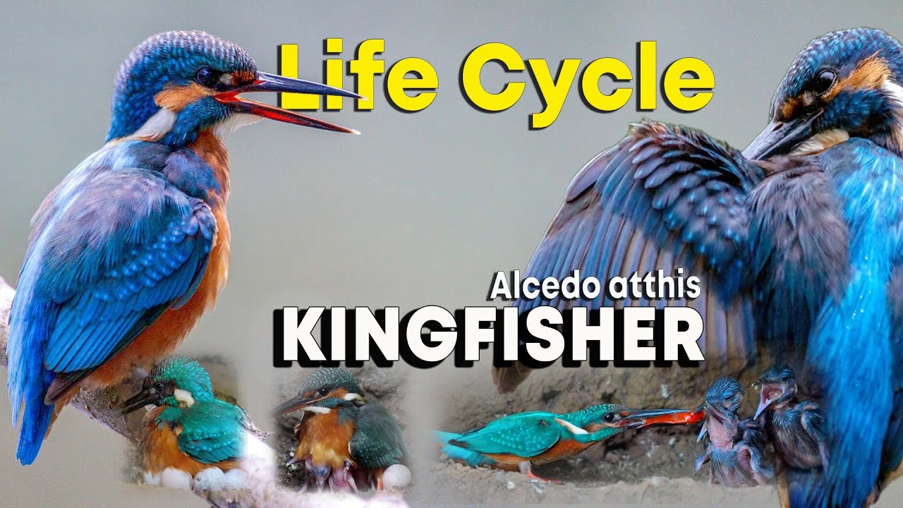 KINGFISHER s Life Cycle Mating Incubating Hatching Feeding The