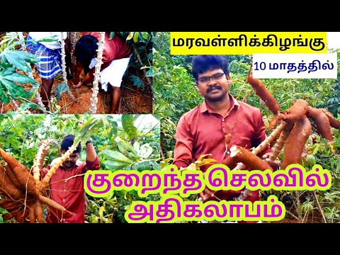 maravalli kizhangu cultivation in tamil | organic tapioca | How to ...