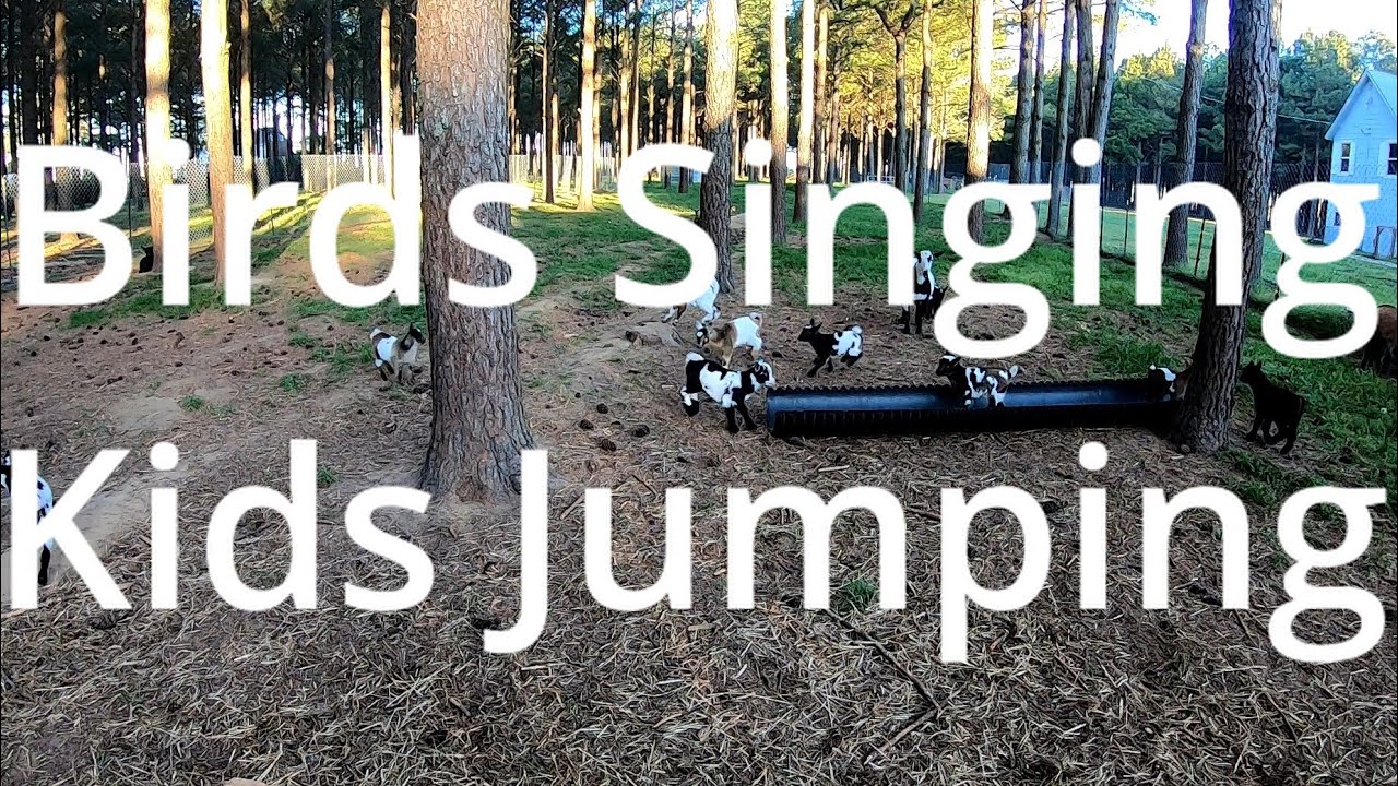 Birds Singing, Kids Running Jumping - YouTube