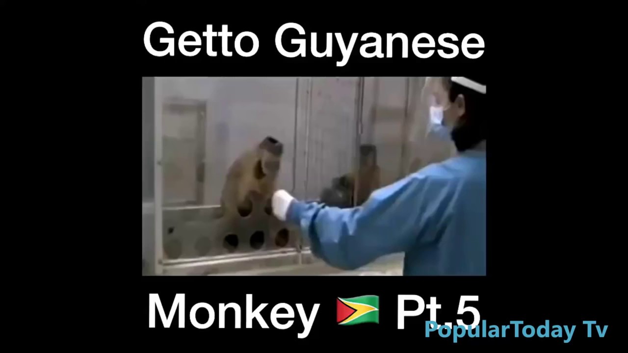 Ghetto Guyanese monkey - YouTube
