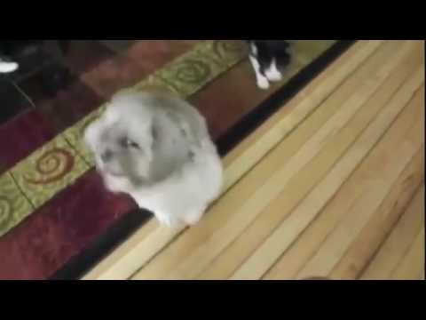 Screaming doge distorted - YouTube