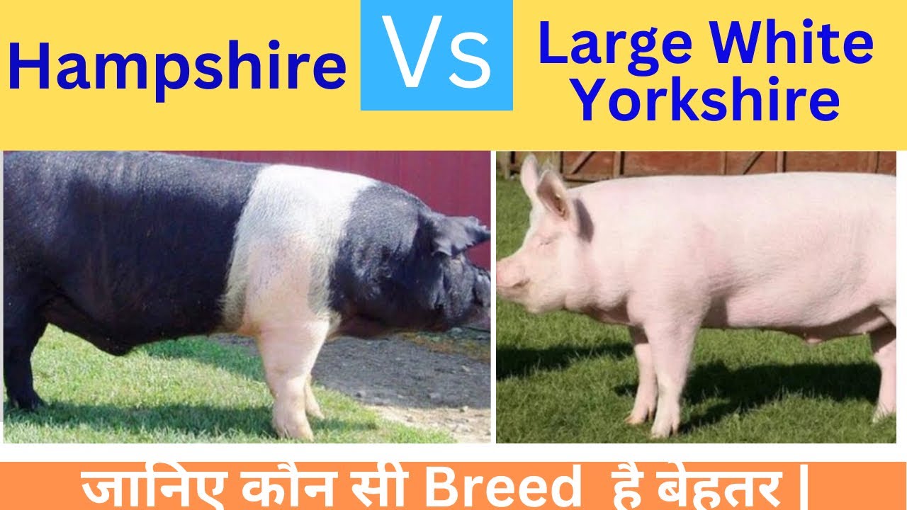 Hampshire Vs Large White Yorkshire| जानिए कौन सी Breed है Pig Farming ...
