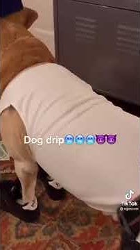 dog drip - YouTube
