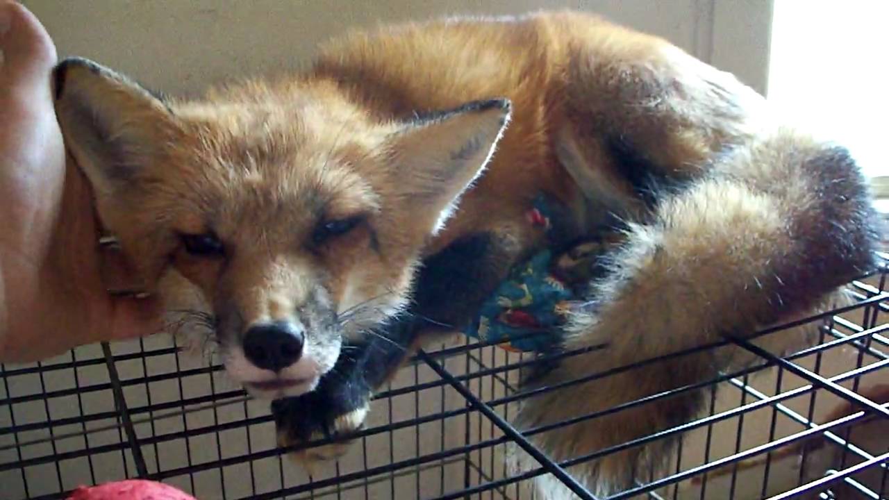 Early Saturday morning fox - Zzzz - YouTube