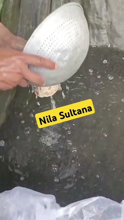 Bibit ikan / benih ikan Nila Sultana. Ukuran larva burayak, 1-2, 2-3. - YouTube