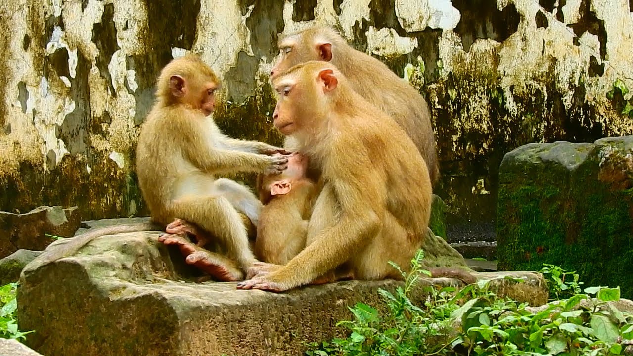 OOp jealousy break Lucie milk by Rainbow, Aim to push baby head, then ...