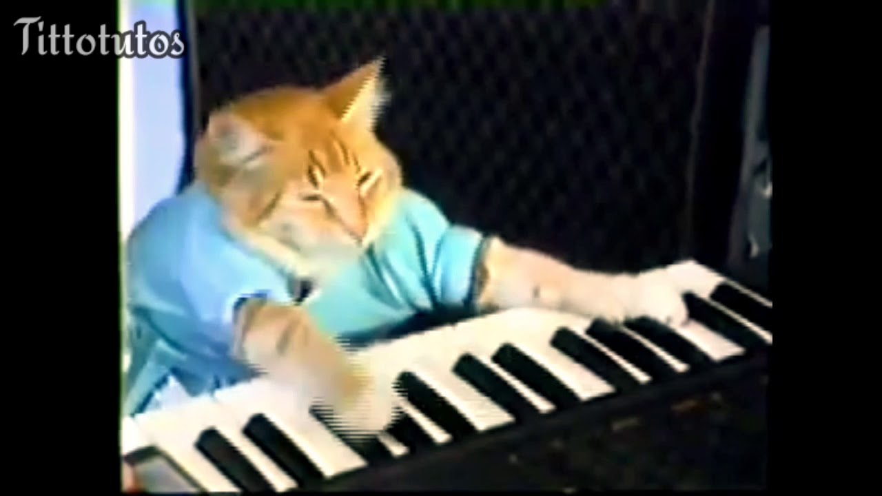 Gato Tocando Piano - Mi Corazón Encantado / Tittotutos - YouTube