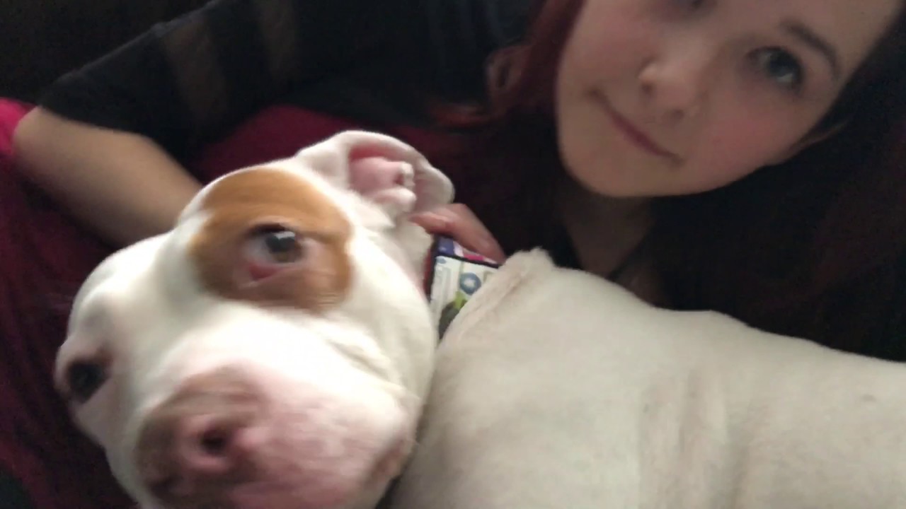 Beau the pit bull snuggles - YouTube