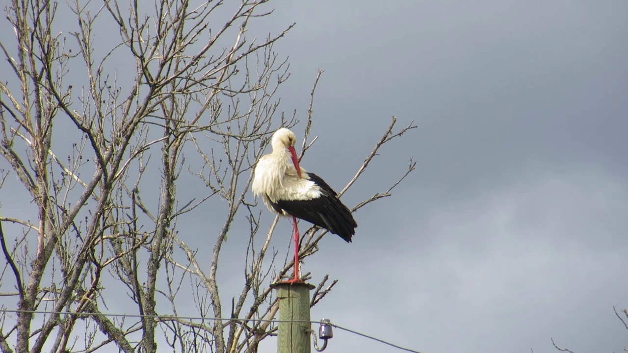 baltais stārķis - YouTube