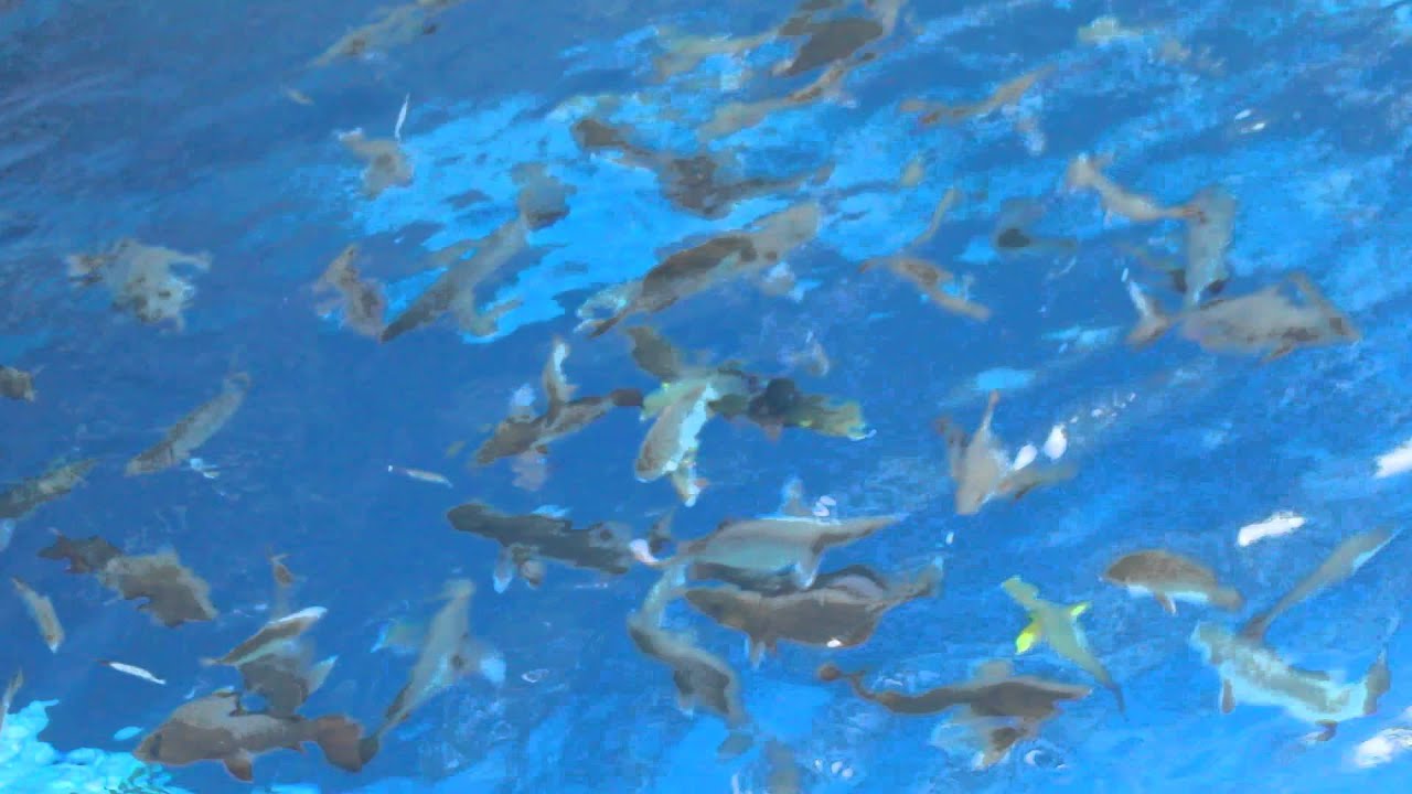 Fish Feeding at Enchanted River - YouTube