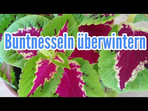 Buntnessel Winterhart Zuruckschneiden