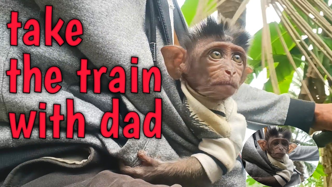 monkey raya on pillion daddy for a stroll on the train - YouTube