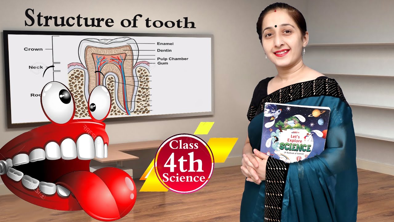 Structure of a Tooth | Digestion (Part 2) | Class 4 Science | Kanchan ...