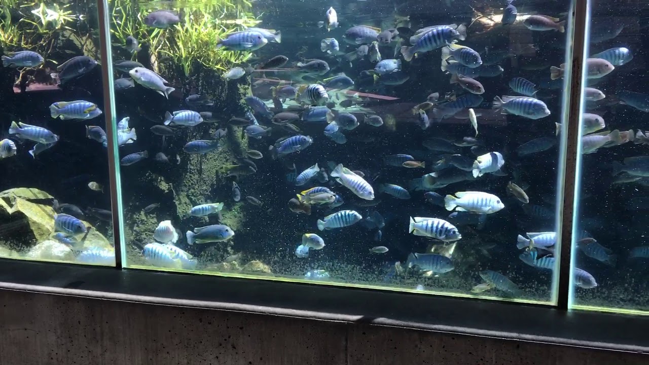 Fish in Water Tank San Diego Zoo - YouTube