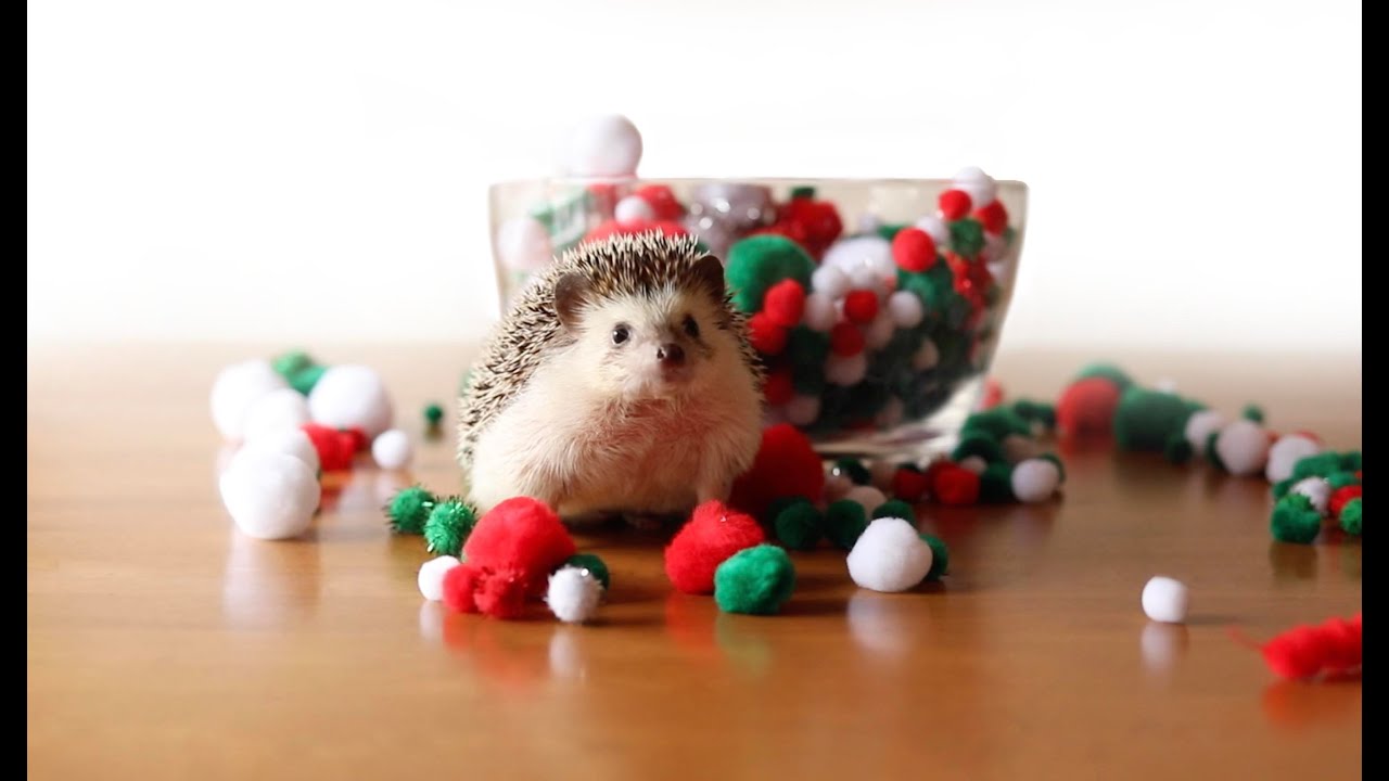 Our African Pygmy Hedgehog Gets an Early Christmas Present: A Hedgehog ...