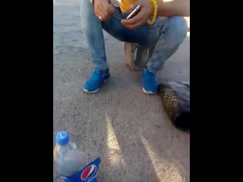 Yaralanmiş yerde kalmiş