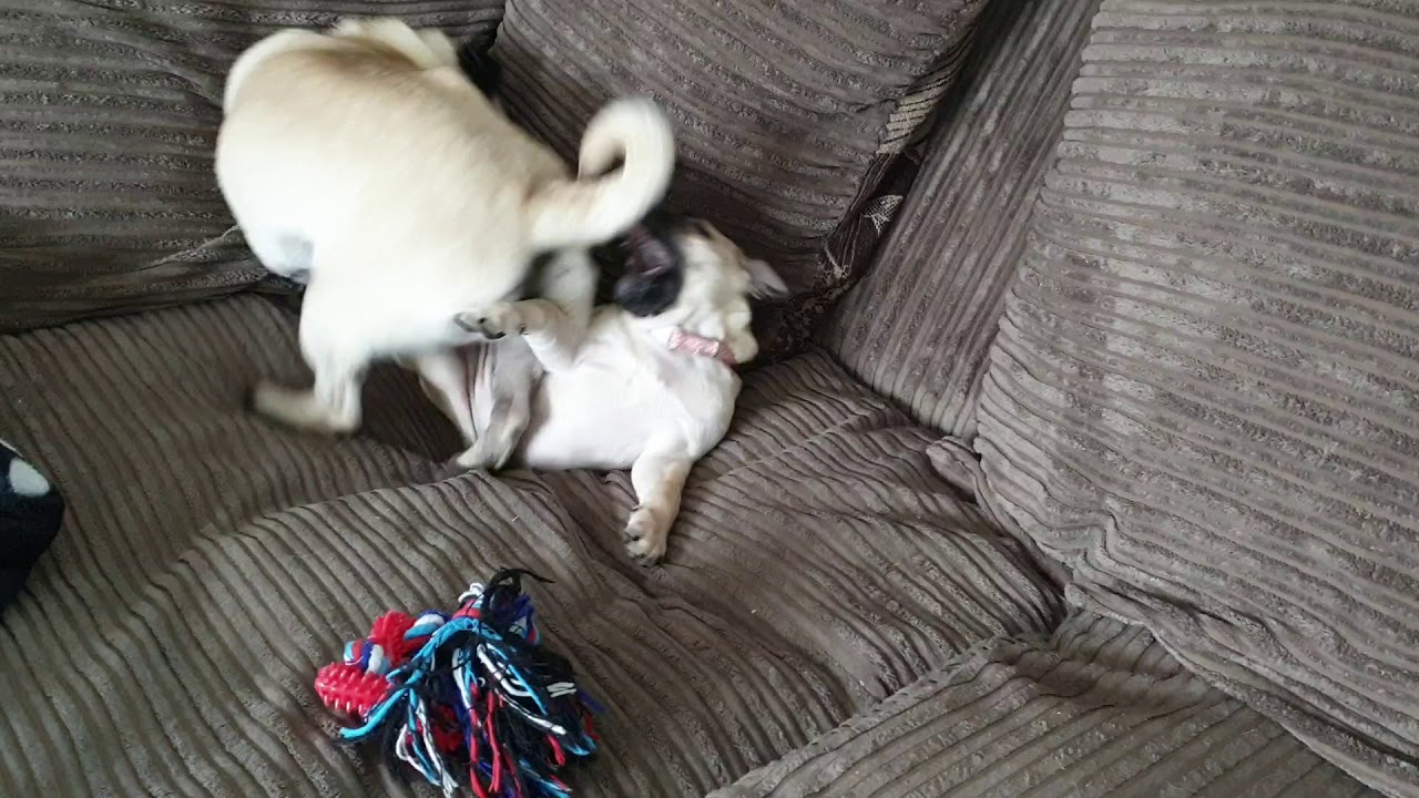PUG LIFE: funny crazy puppies pugs playing fighting together, pug best ...