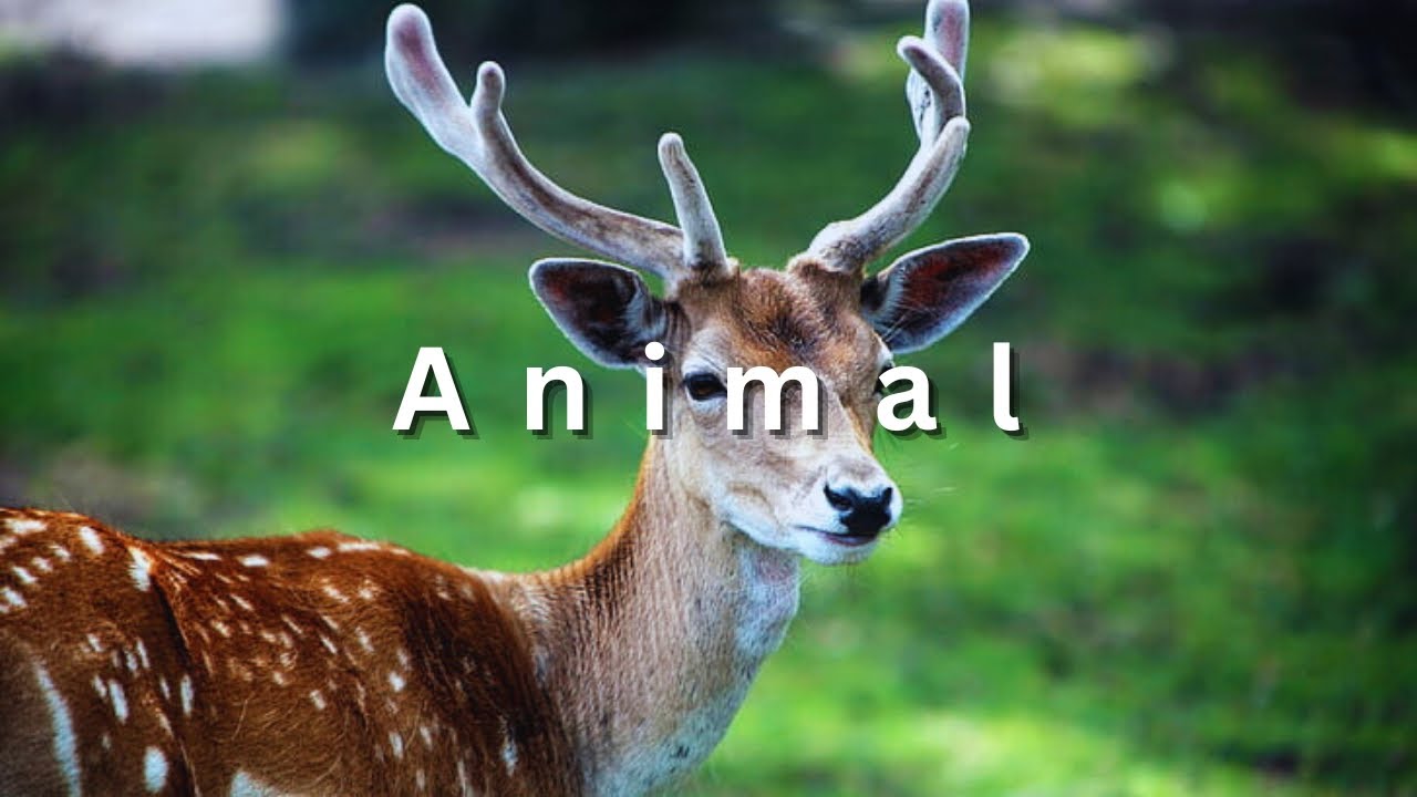 Disney FOREST Animal 4K 🦌 Nature Relaxation Film - 4K 🦌Animals Video ...