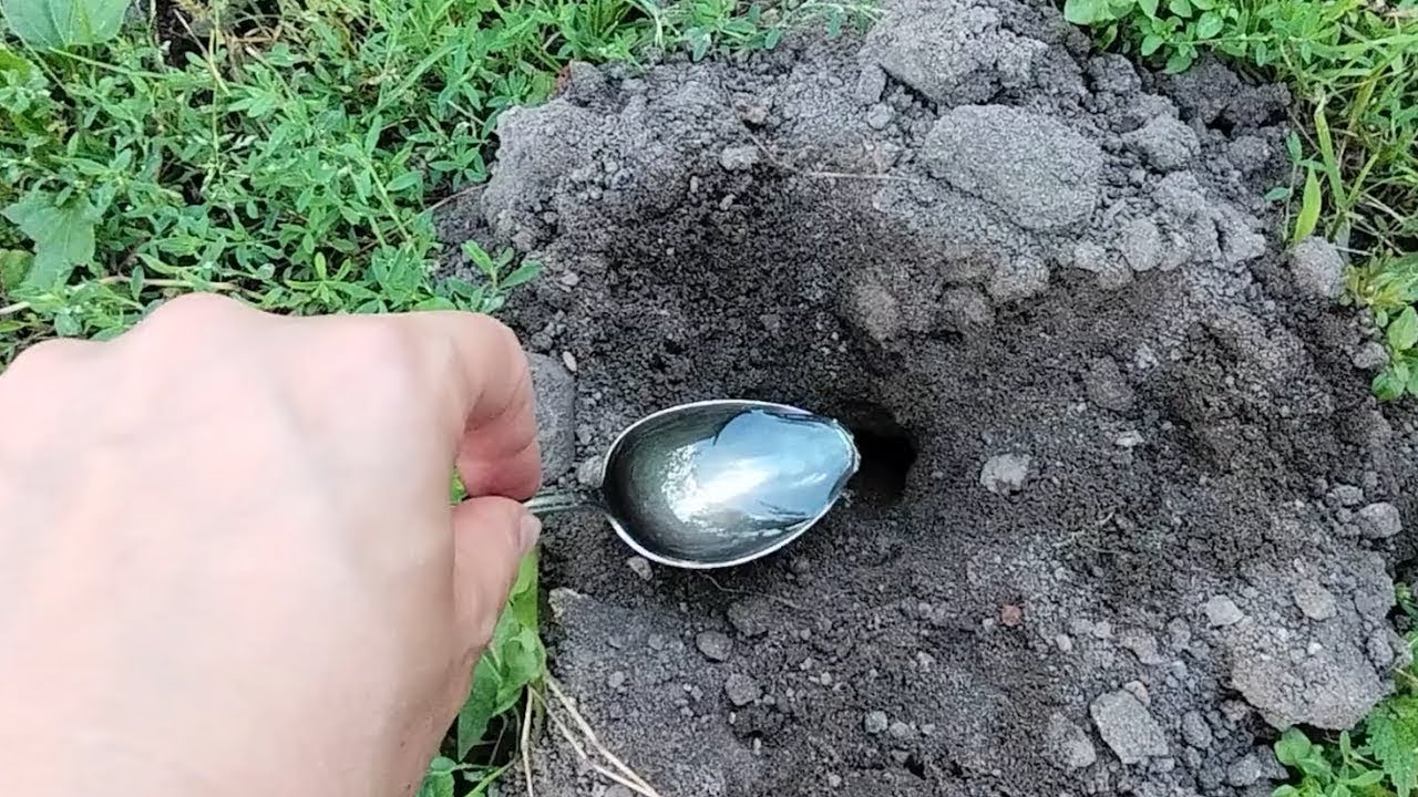 The secret moles are terrified of. Use this and they’ll flee right away ...