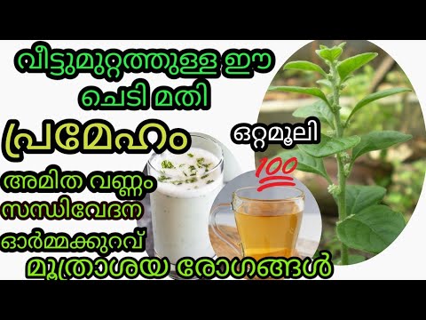 പ്രമേഹത്തിനും സന്ധിവേദനക്കും ഈ ഇല മതി.health benefits of cheroola ...