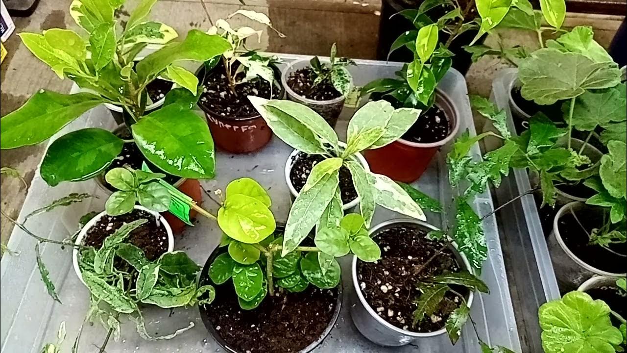 Комнатные растения. Янтарная кислота для роста и развития. - YouTube