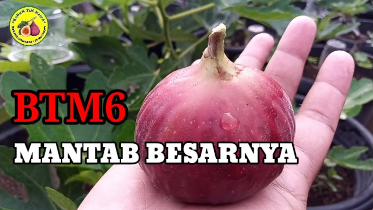 🍅 BTM6 MANTAB BESARNYA. (FIGS) - YouTube