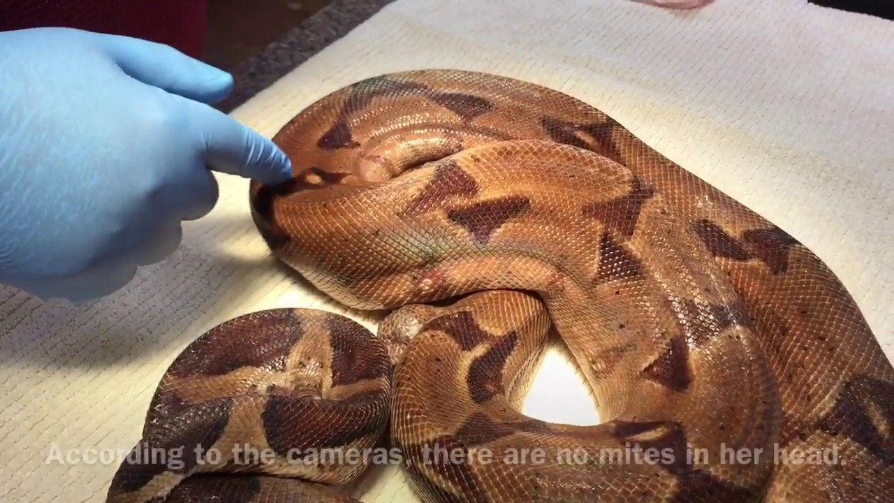 PUScam!! RED TAILED BOA WITH SEVERAL YEAR CHRONIC DORSAL ROSTRAL ...