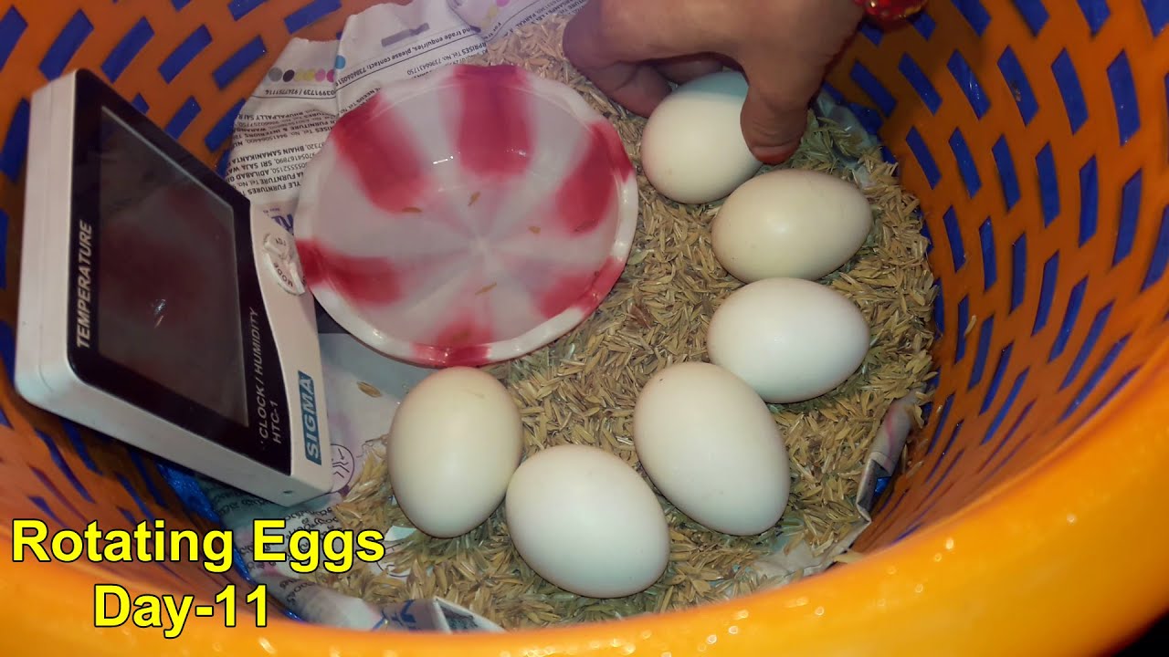 Day-11 Night Rotating Eggs | Chicken Incubator - YouTube