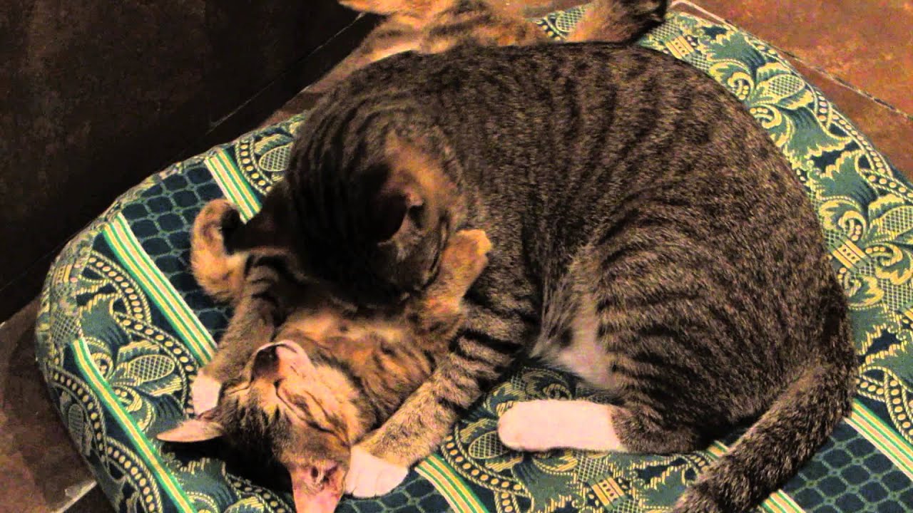 Cat Intimacy - YouTube