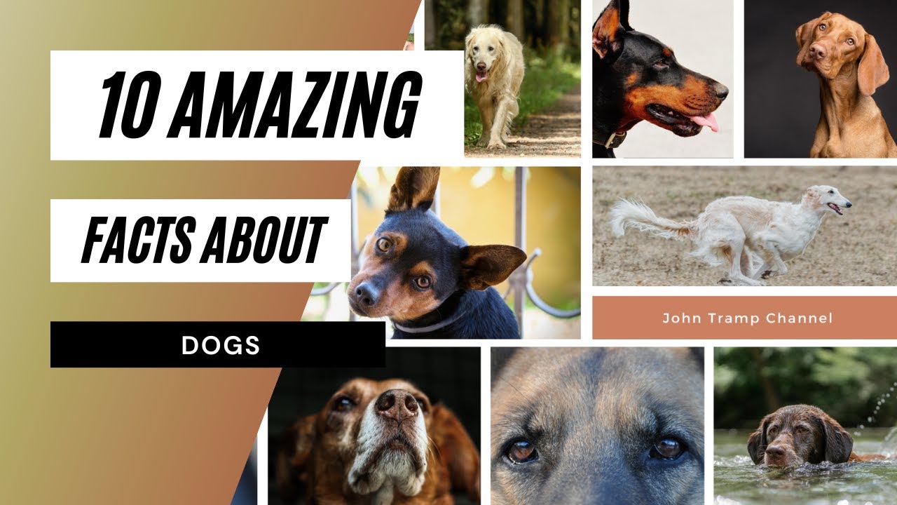 Top Amazing 10 Facts About Dogs - 10 amazing facts about dogs - (dog ...