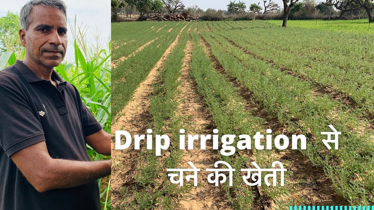 Drip से चने की खेती.... drip se chane ki kheti - YouTube