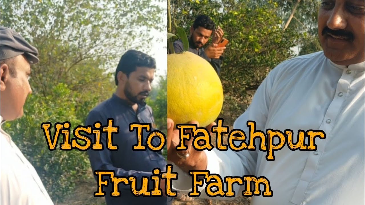 Mosambi Farm Fatehpur |Mian Shakeel Vlogs |Gojra - YouTube