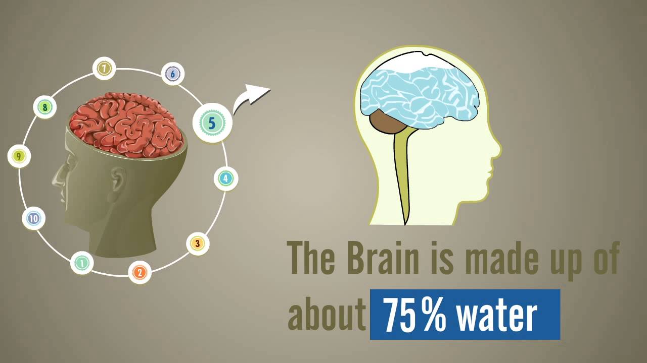 Amazing Facts about Your Brain - YouTube