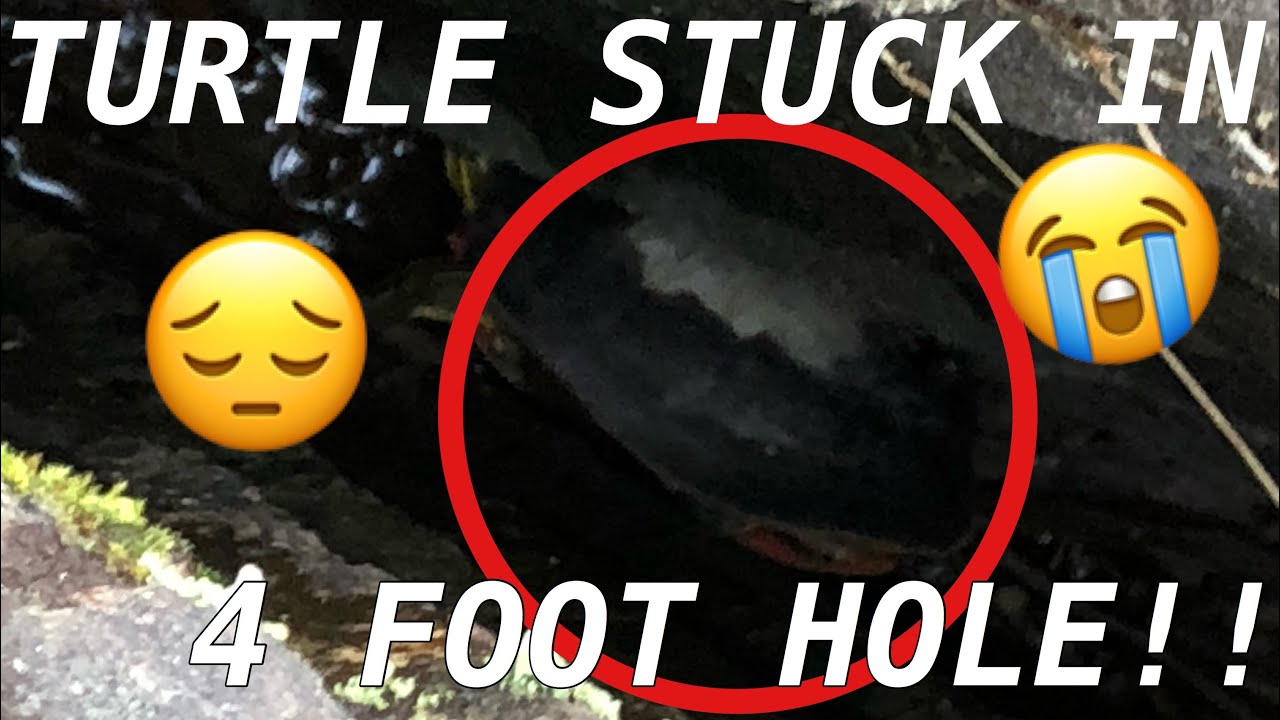 LITERALLY SAVING THE TURTLES! turtle stuck in a quarry @ school field ...