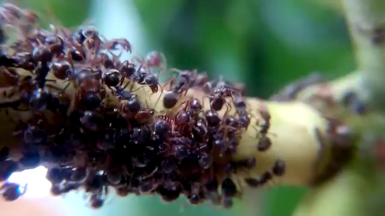Koloni Semut Hitam (Dolichoderus thoracicus Smith) - YouTube