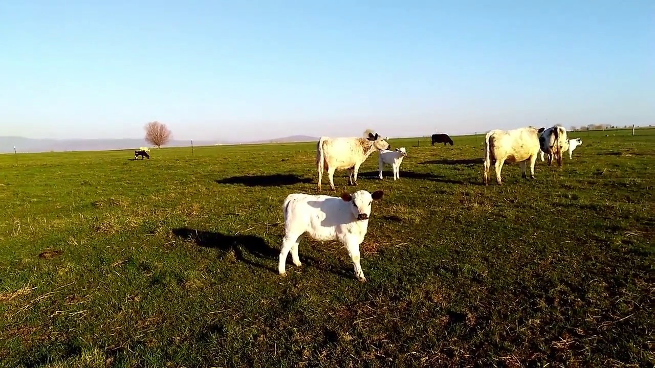 Small Frame British White Cattle - YouTube